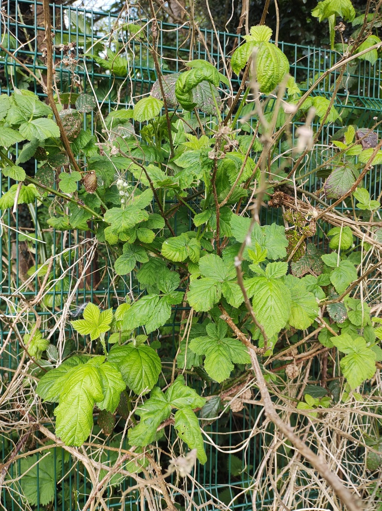 brambles from Belfast, UK on April 26, 2024 at 08:10 AM by Colin Shaw ...