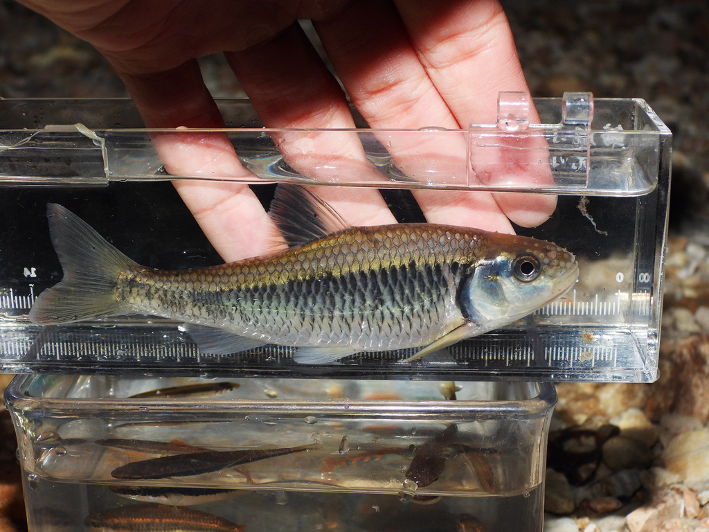Striped Shiner (Fishes of Tennessee (work in progress)) · iNaturalist