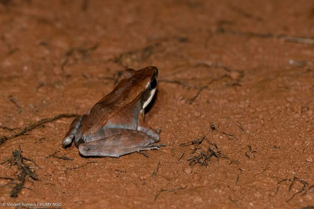 Celebes Frog from Kabupaten de Konawe, Sulawesi du Sud-Est, Indonésie ...