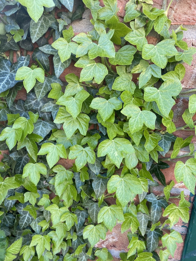 common ivy from Thief Lane, York, England, GB on 26 April, 2024 at 08: ...