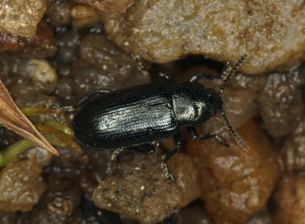 Brooklime Leaf Beetle from Andritz, Graz, Österreich on April 26, 2024 ...