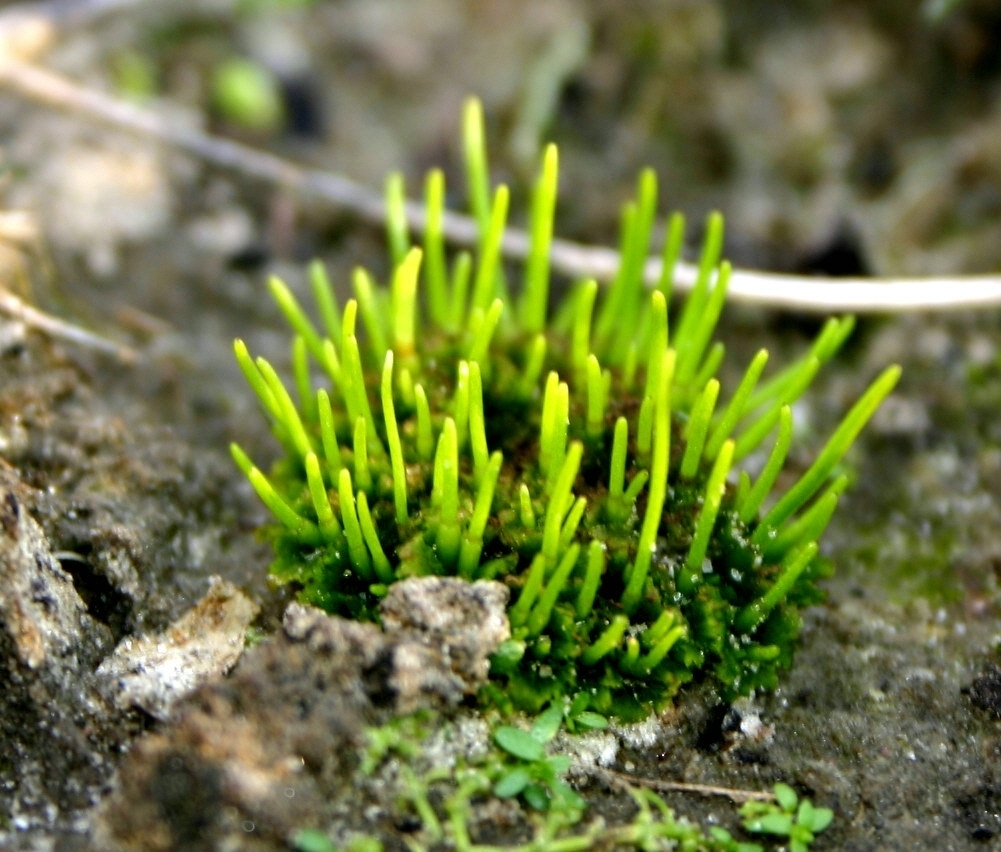 Carolina hornwort (Phaeoceros carolinianus) - Botanical Realm