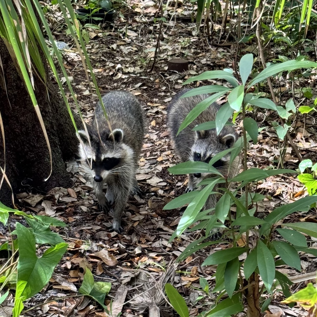 Common Raccoon from SW 80th St, Miami, FL, US on March 2, 2024 at 10:55 ...