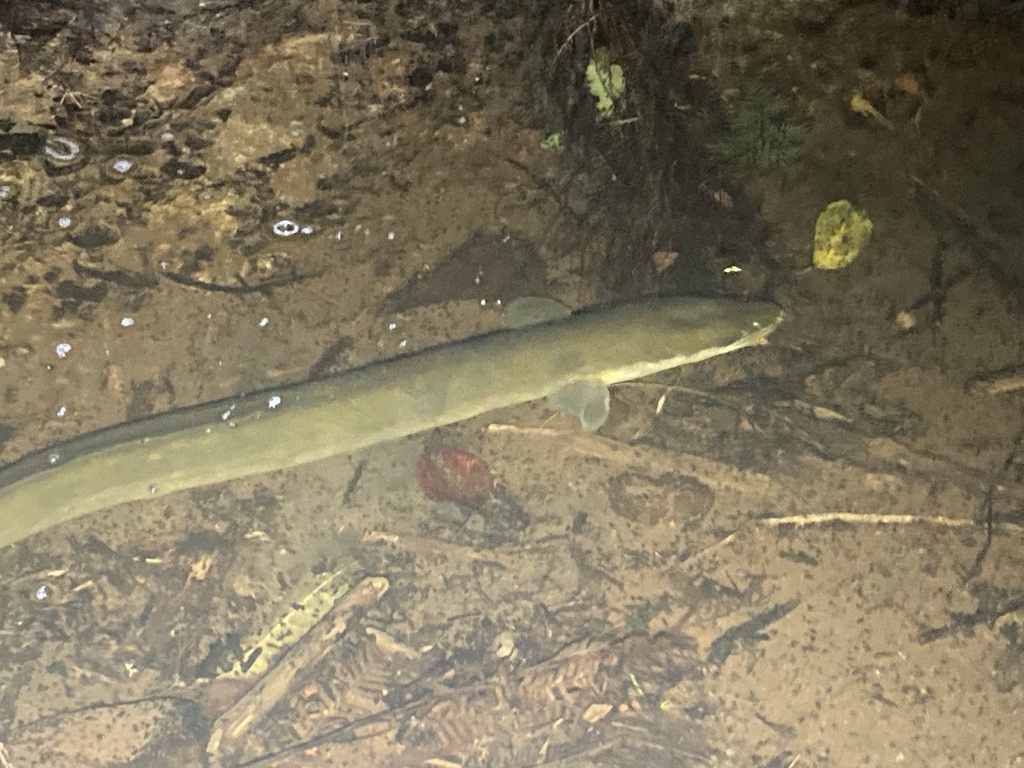 New Zealand Longfin Eel in April 2024 by Andy McKay · iNaturalist