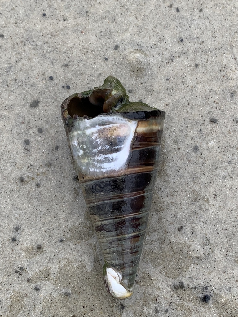 Telescopium telescopium from Inskip Peninsula Recreation Area, Inskip ...