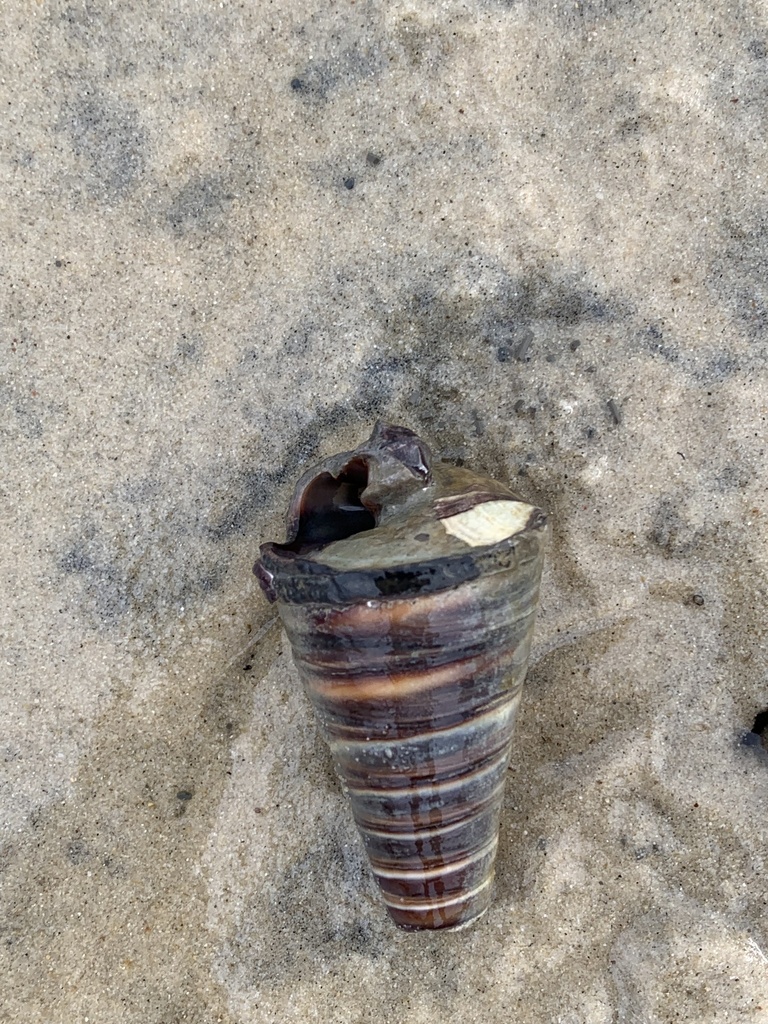 Telescopium telescopium from Coral Sea, Inskip, QLD, AU on April 26 ...