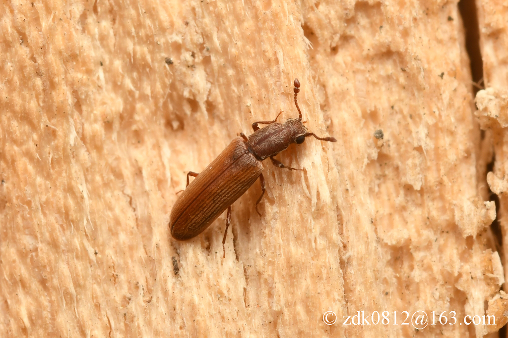 Lyctus sinensis from 中国北京市丰台区紫谷伊甸园附近 on April 25, 2024 at 04:47 PM by ...