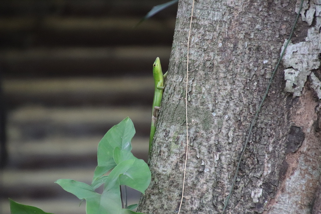 Emerald Tree Skink from Tagum City, PH-DV, PH on April 26, 2024 at 11: ...