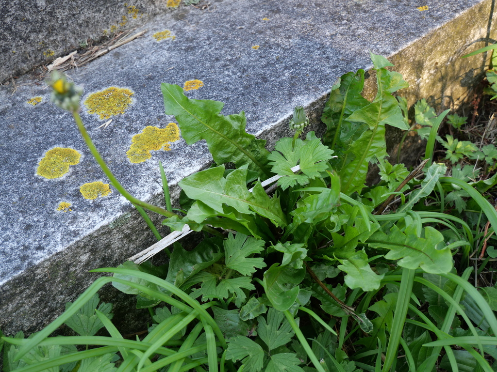 common dandelion from Karori, Wellington, New Zealand on April 26, 2024 ...