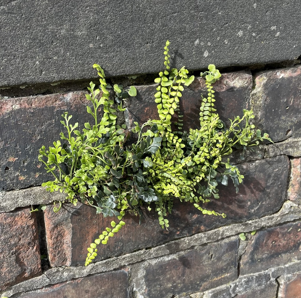 maidenhair spleenwort from Fossgate, York, England, GB on 26 April ...
