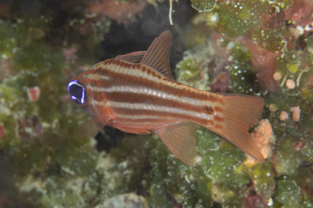 Blue-eye Cardinalfish (Ostorhinchus compressus) - Marine Life ...