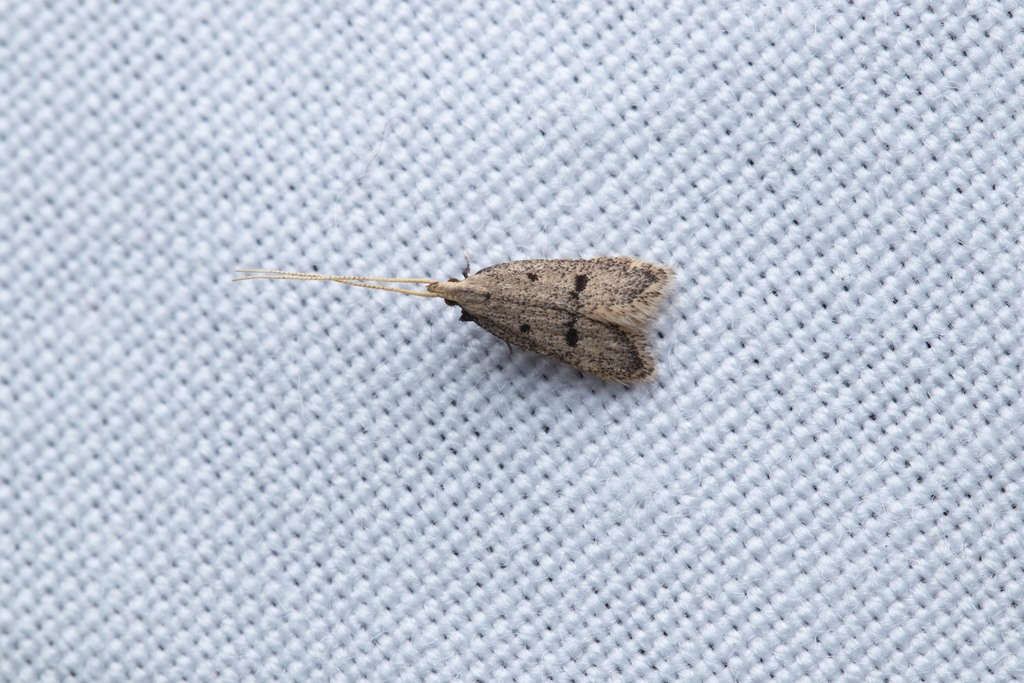 Curved-horn Moths from Sakaleshpura on January 18, 2023 at 11:59 PM by ...