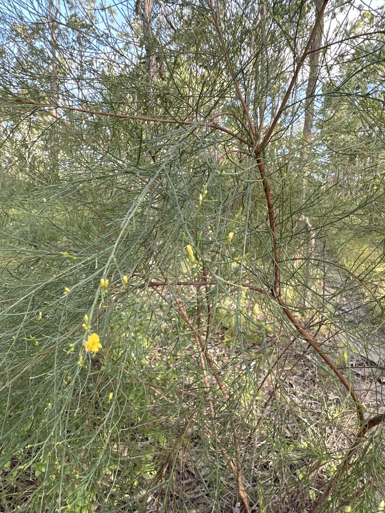 Jacksonia from East Arnhem - Bal, AU-NT, AU on April 26, 2024 at 05:26 ...