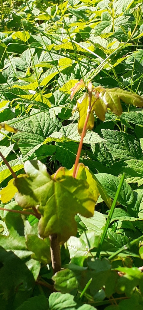 maples from Saint Helens WA11 0UR, UK on April 26, 2024 at 10:36 AM by ...