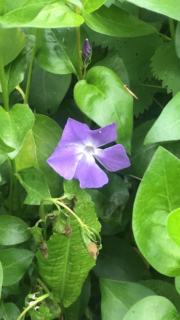 greater periwinkle from University of York, York, England, GB on April ...