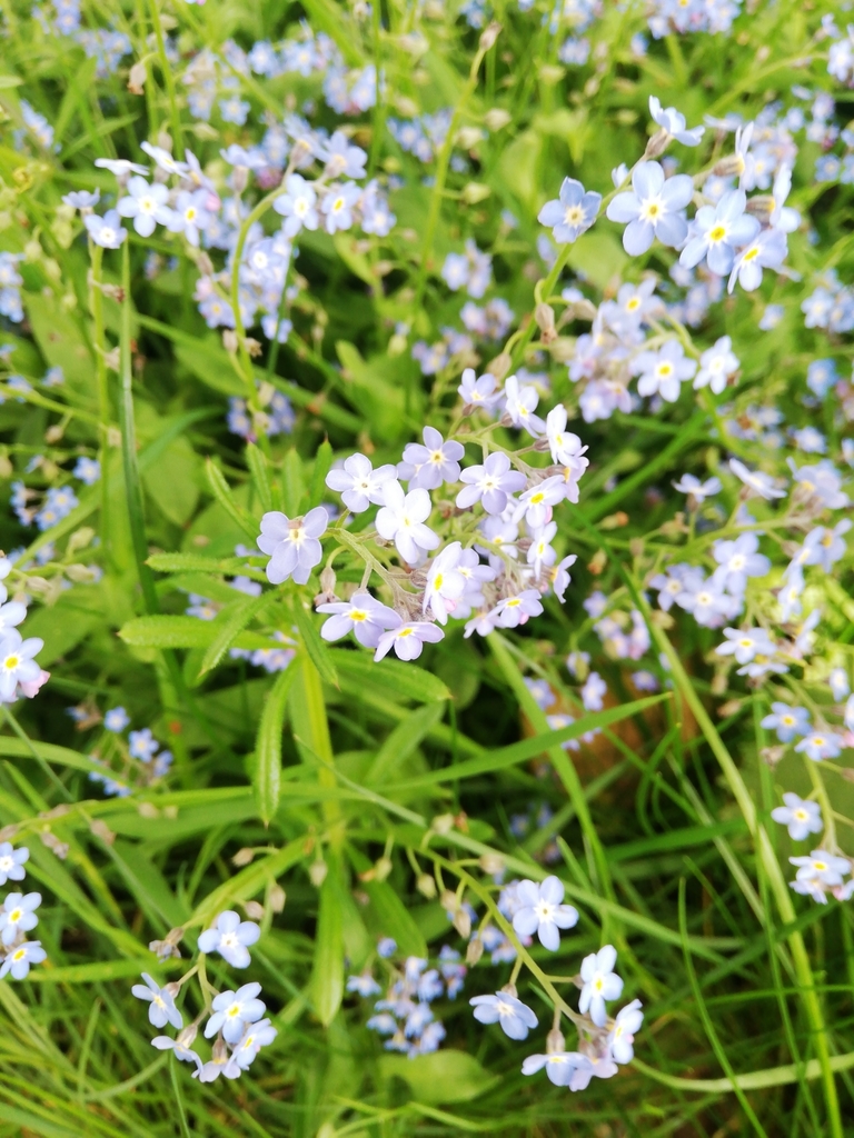 Wood Forget-me-not from Saint Helens WA11 0AB, UK on April 26, 2024 at ...