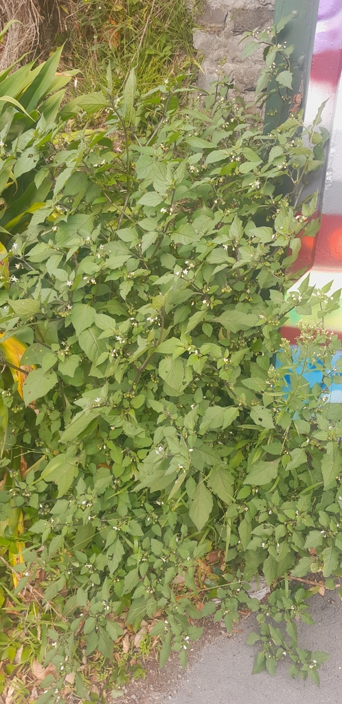 black nightshade from Kelburn, Wellington, New Zealand on April 26 ...