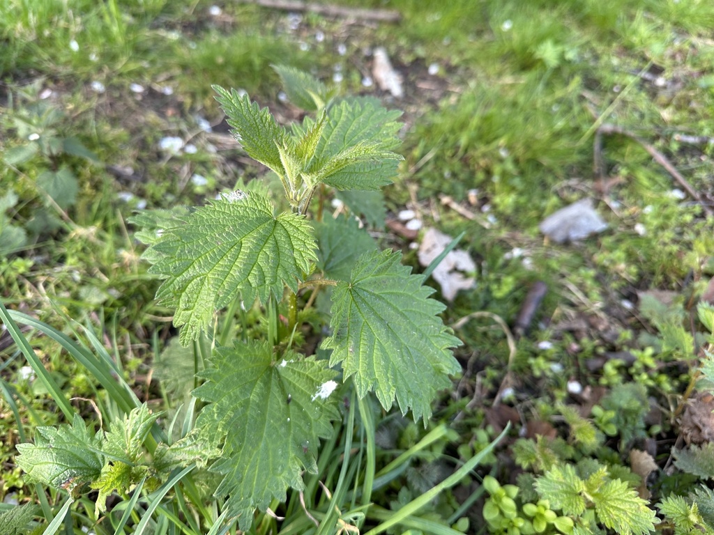 great stinging nettle from Thornbank St, Glasgow, Scotland, GB on April ...