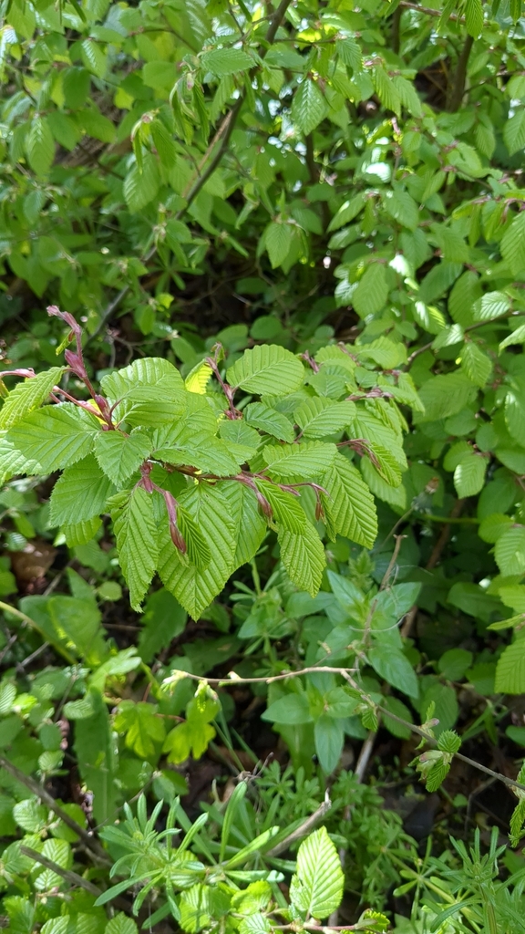 Something from Merseyside, England, GB on April 26, 2024 at 10:48 AM by ...