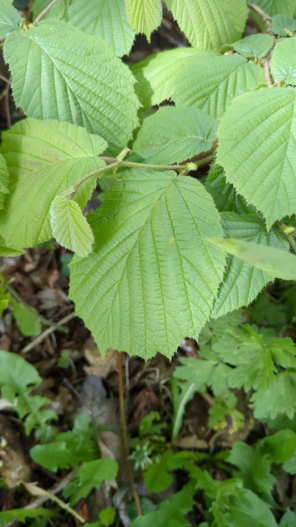 common hazel from Merseyside, England, GB on April 26, 2024 at 10:50 AM ...