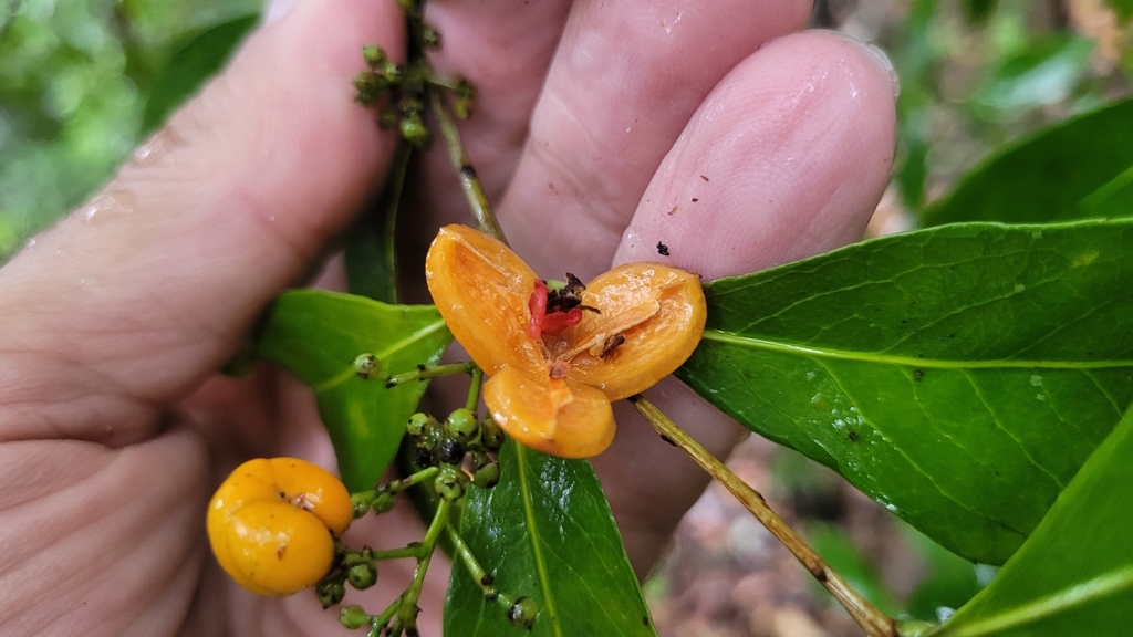 Orange Boxwood from Noosa Heads QLD 4567, Australia on April 26, 2024 ...