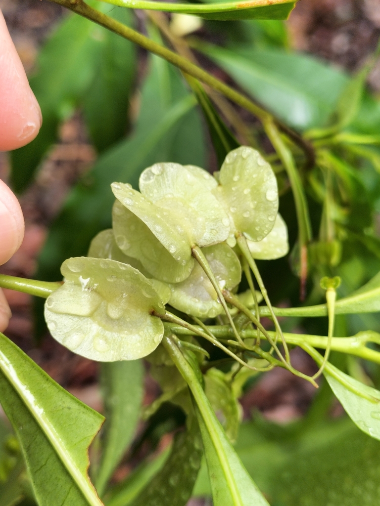 Common Hop Bush from J4C6+6Q, Noosa Heads QLD 4567, Australia on April ...