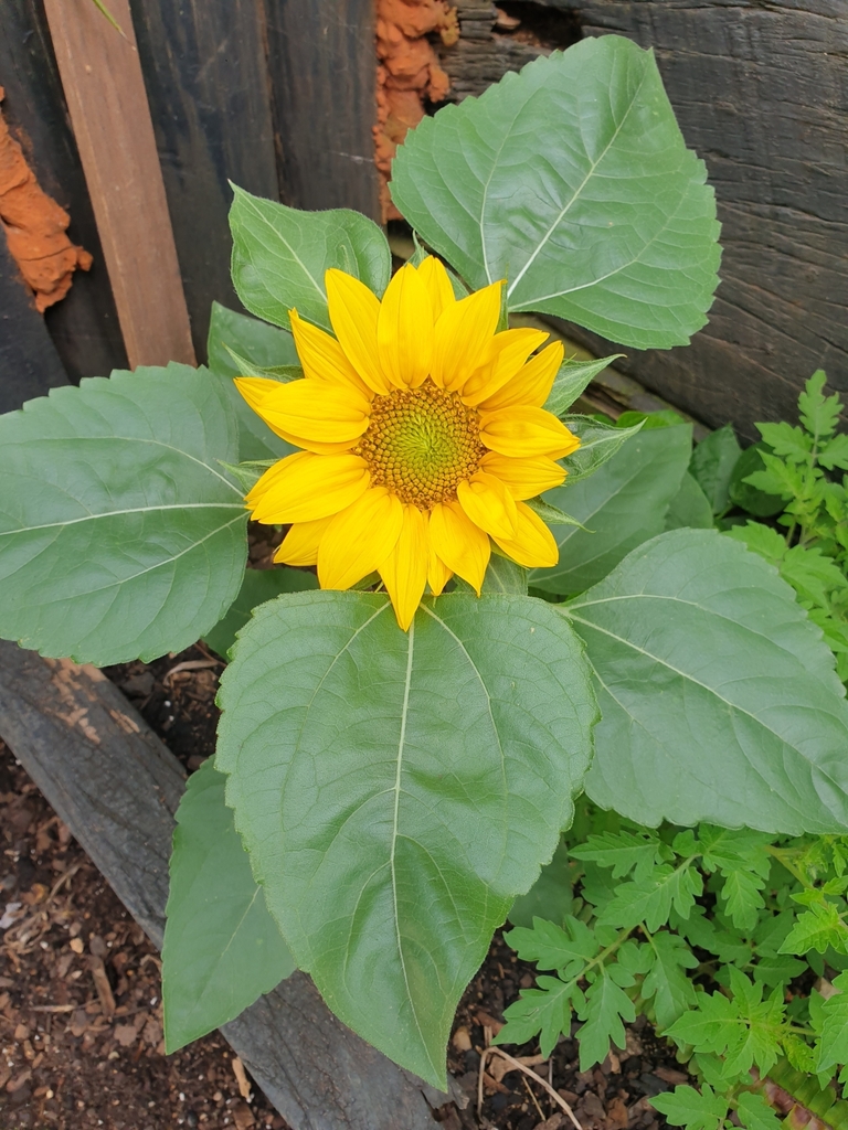 Common Sunflower from Bush Hill, Randburg, 2154, South Africa on ...