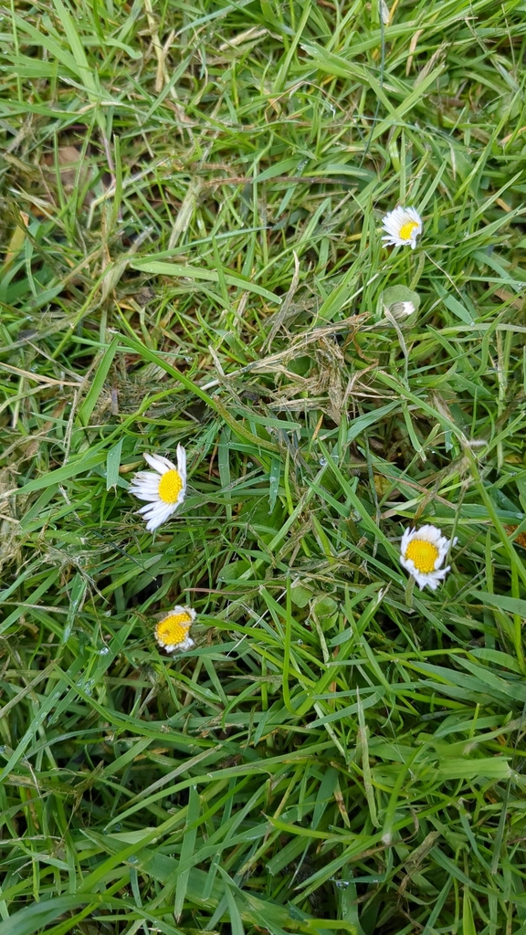 Lawn daisy from Merseyside, England, GB on April 26, 2024 at 11:28 AM ...