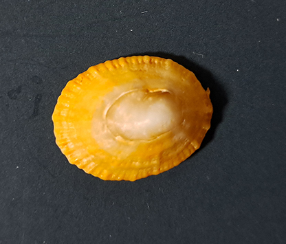 Cap-shaped False Limpet from Sydney NSW, Australia on April 26, 2024 at ...