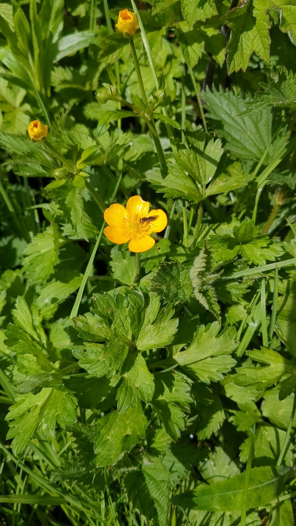 Creeping buttercup from F78X+H4, St Helens, Saint Helens WA11 0UR, UK ...