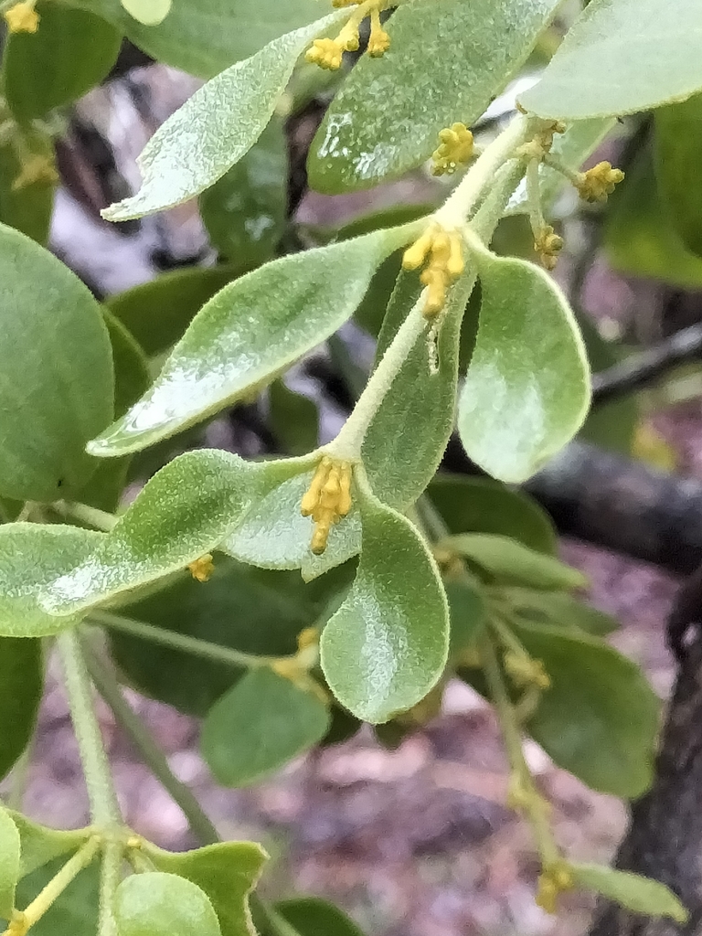 golden mistletoe from Noosa Heads QLD 4567, Australia on April 26, 2024 ...