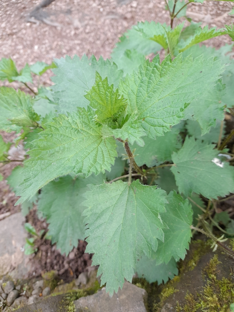 great stinging nettle from Stafford ST17 0XS, UK on April 26, 2024 at ...