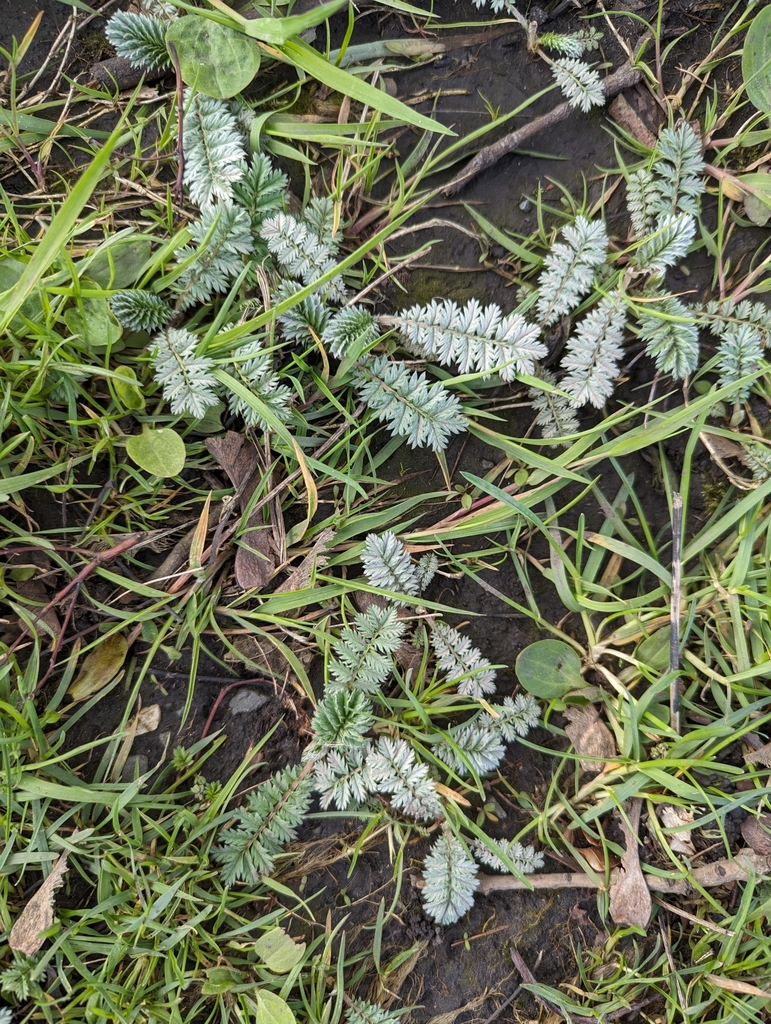 common silverweed from The Green, Dunnington, York YO19, UK on April 26 ...