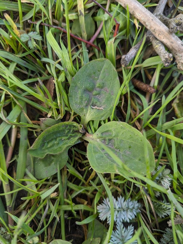 greater plantain from The Green, Dunnington, York YO19, UK on April 26 ...