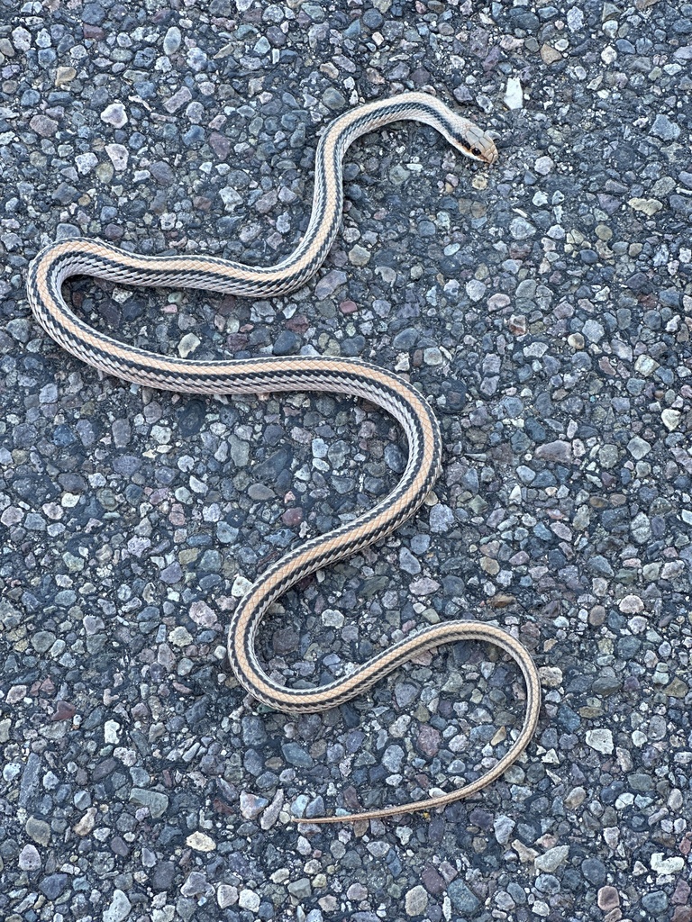 Big Bend Patchnose Snake in April 2024 by poldrch · iNaturalist
