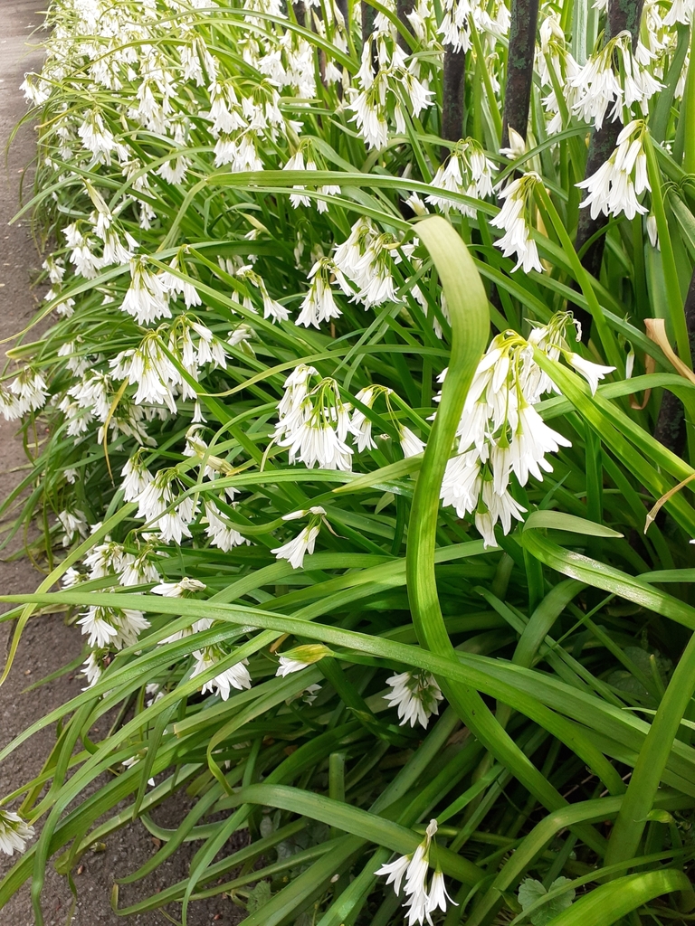 Three-cornered garlic from Heworth, York, UK on April 26, 2024 at 10:29 ...