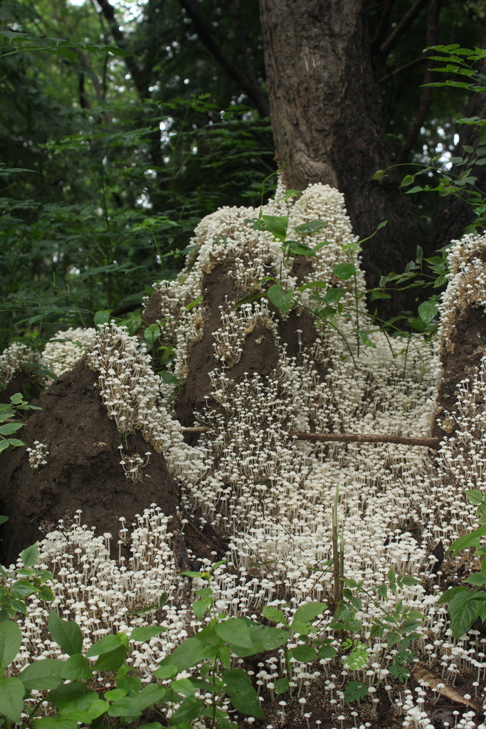 Termitomyces microcarpus from Gachibowli, Hyderabad, Telangana, India ...