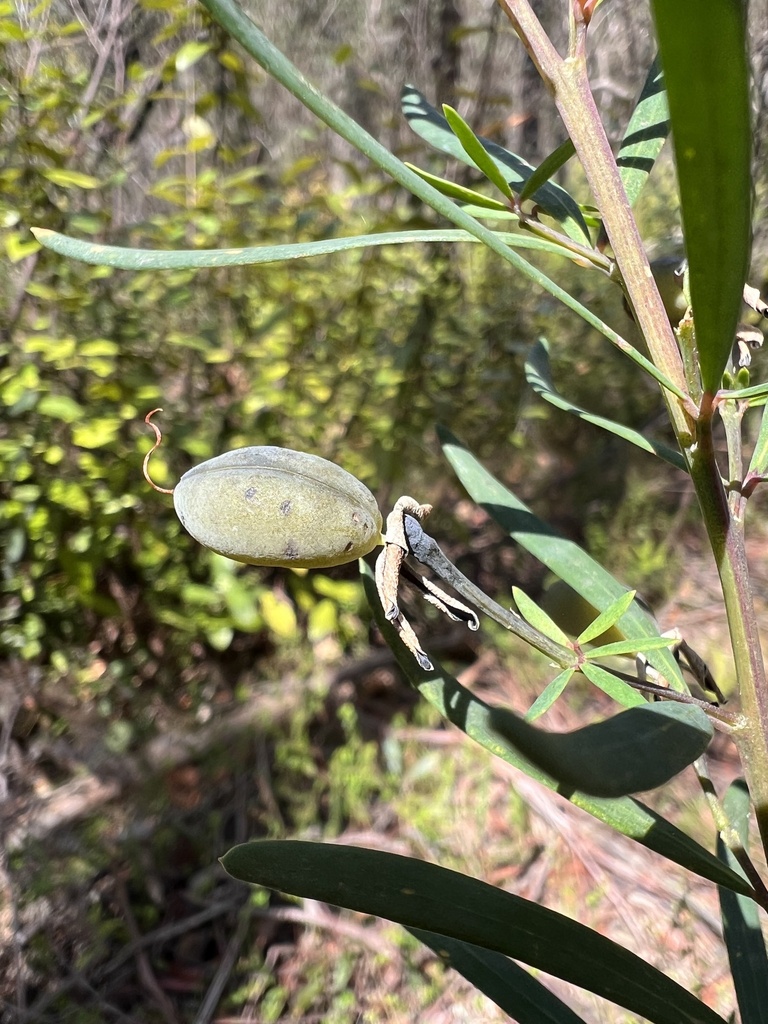 Golden Glory Pea from Blue Mountains National Park, Blue Mountains ...