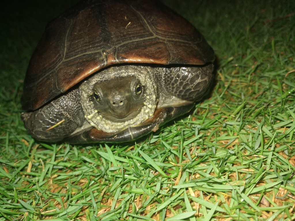 Chinese Pond Turtle in April 2024 by frandyfang · iNaturalist