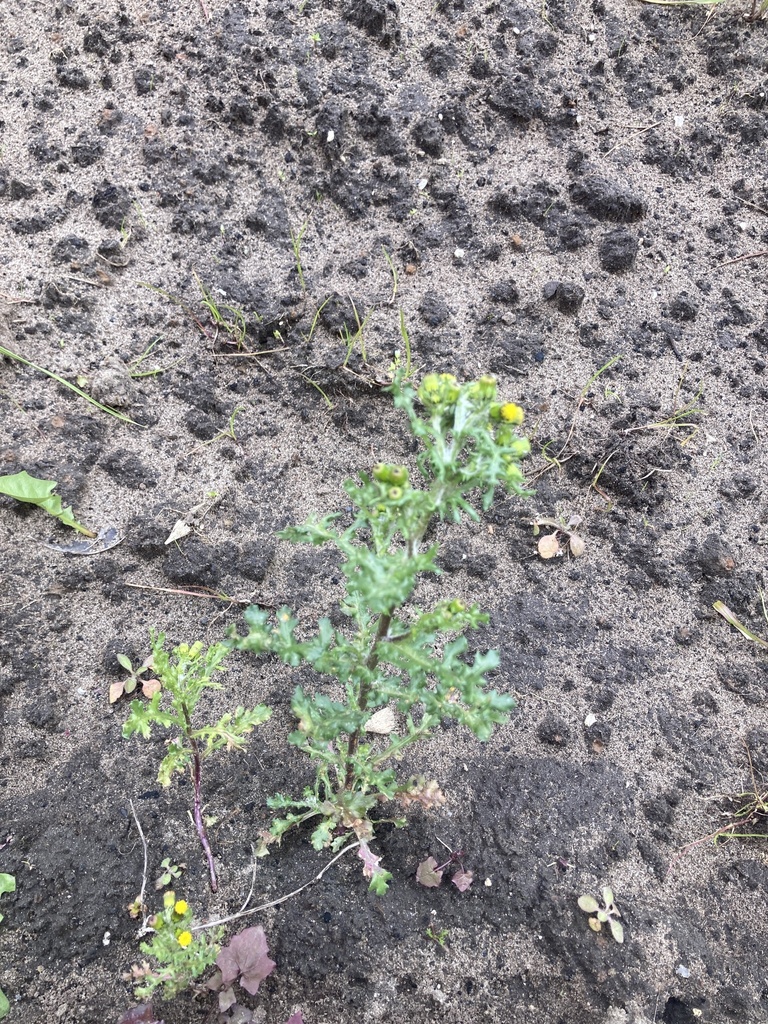 common groundsel from York College, York, England, GB on April 26, 2024 ...