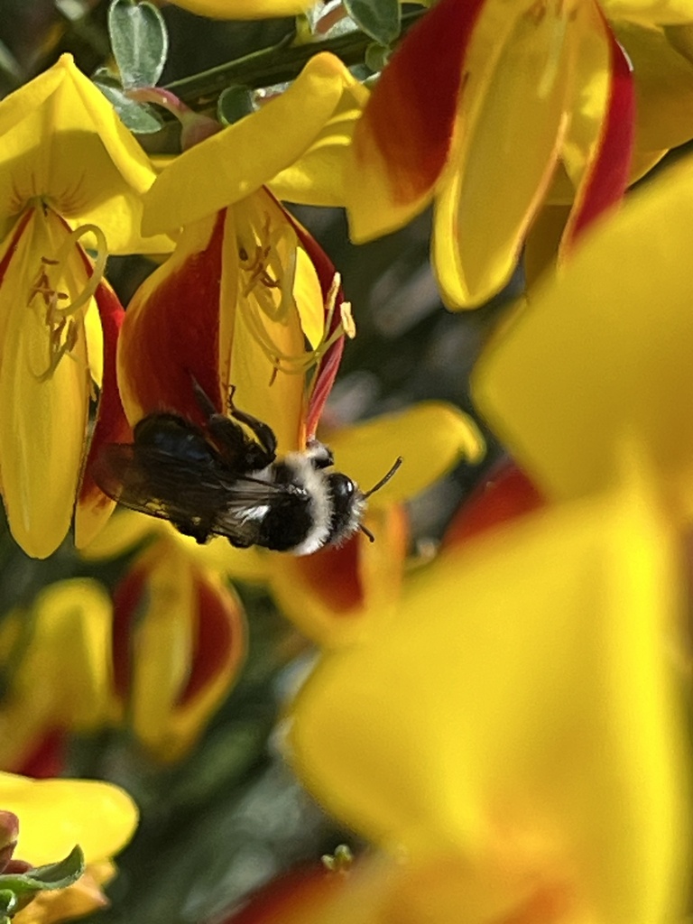 Ashy Mining Bee from Angle Close, Uxbridge, England, GB on April 26 ...