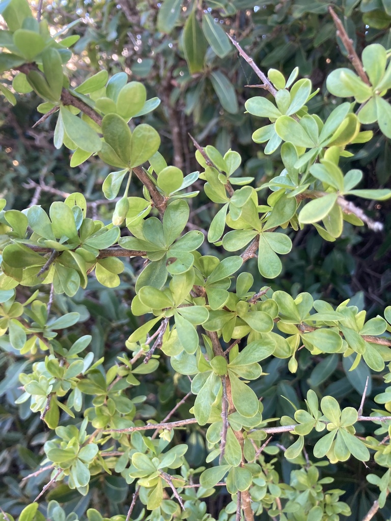 African boxthorn from Zandvlei Estuary Nature Reserve, Muizenberg, WC ...