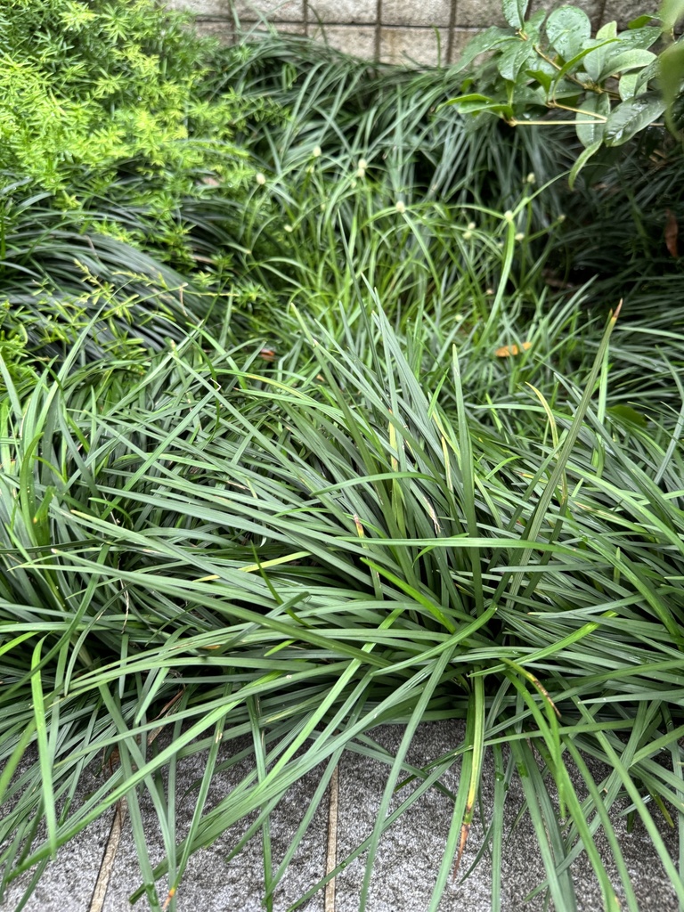 Dwarf Lily-turf from 朗屏邨, 元朗, 新界, HK on April 26, 2024 at 03:06 PM by ...