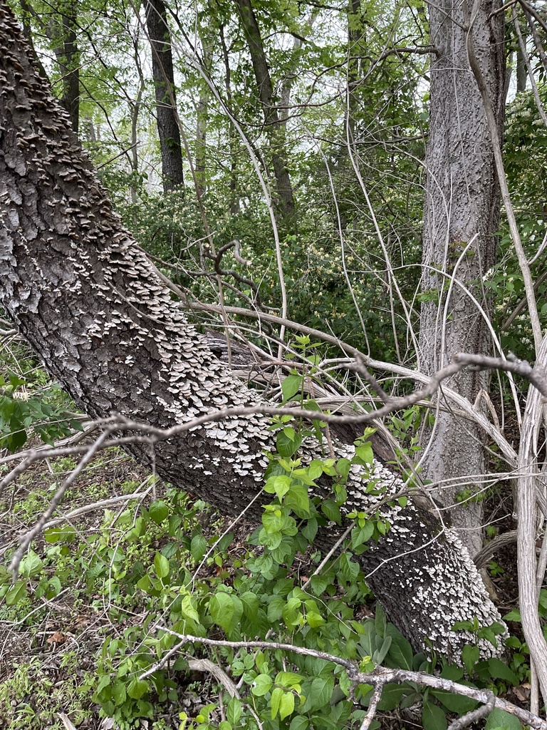 violet-toothed polypore from August A Busch Lake Number 16, O Fallon ...