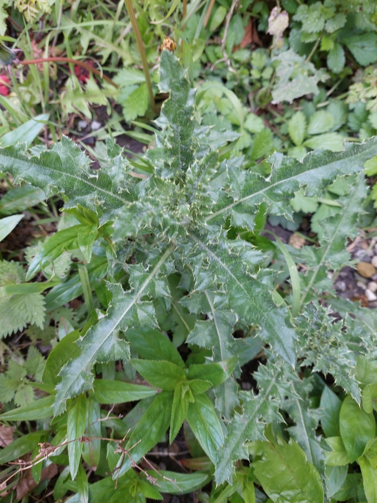 creeping thistle from Museum Street, York YO1 7DR, UK on April 26, 2024 ...