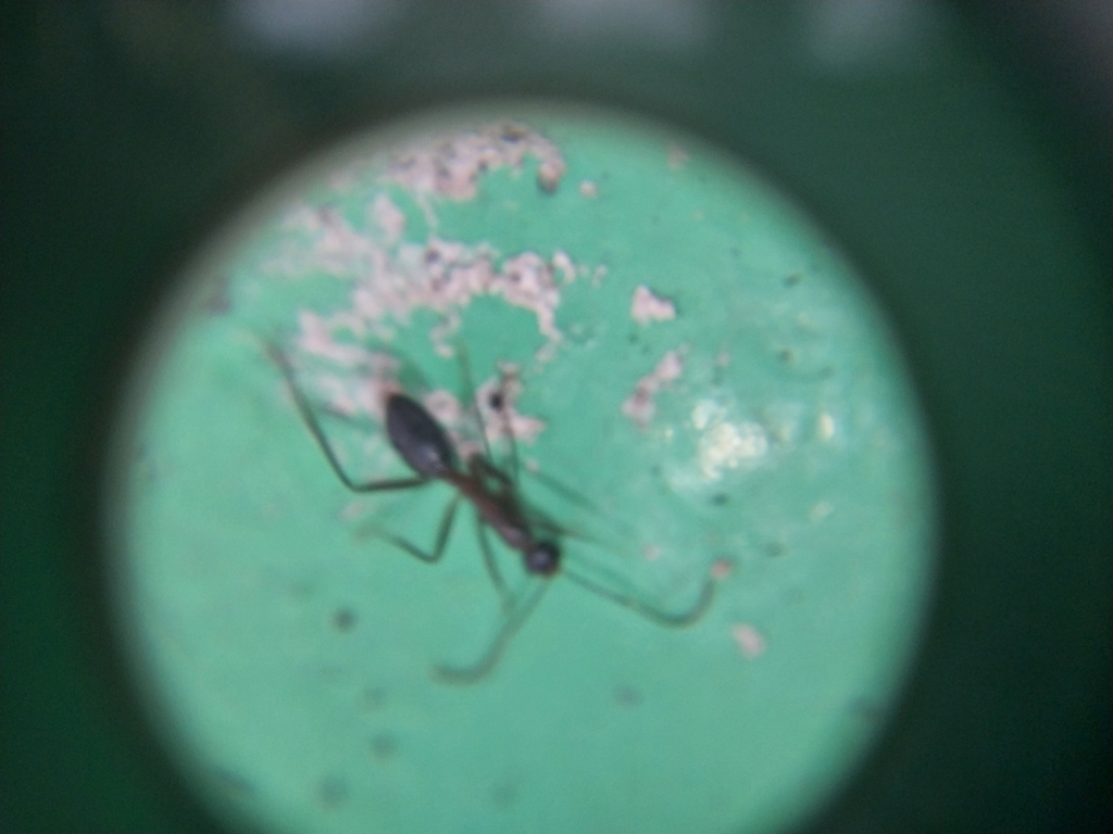 Ants from El Cairo, Valle del Cauca, Colombia on April 26, 2024 at 06: ...