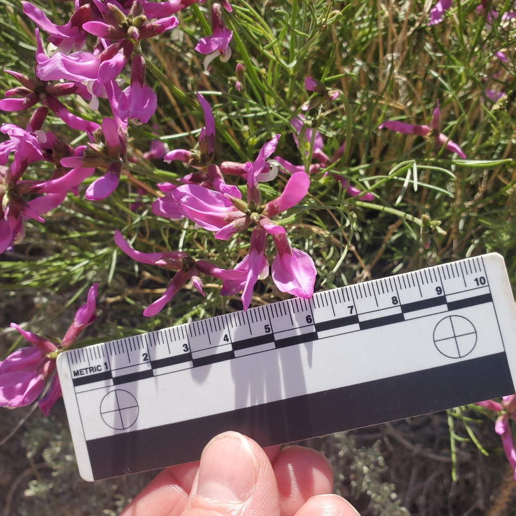 Dinosaur milkvetch from Jensen, UT 84035, USA on April 24, 2024 at 03: ...