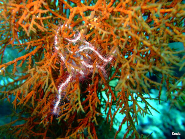 Ophiothrix exigua Lyman, 1874