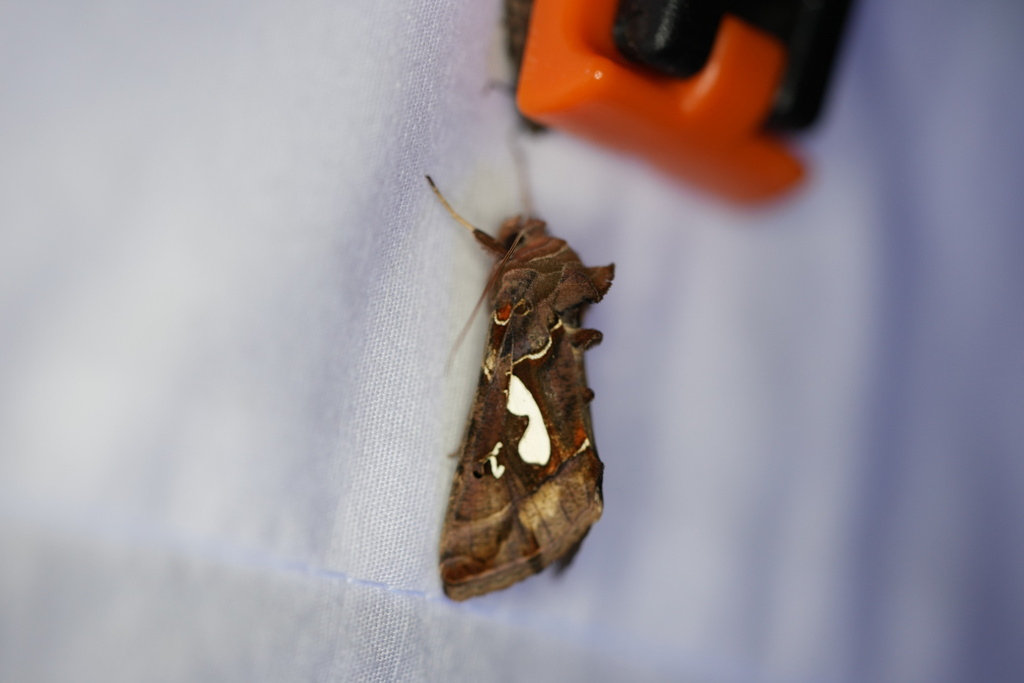 Bilobed Looper Moth from East Baton Rouge Parish, LA, USA on April 26 ...