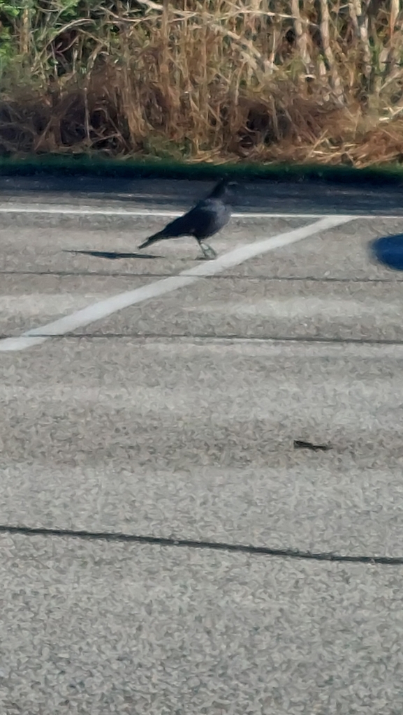 American Crow from Erie, PA 16506, USA on April 25, 2024 at 08:30 AM by ...